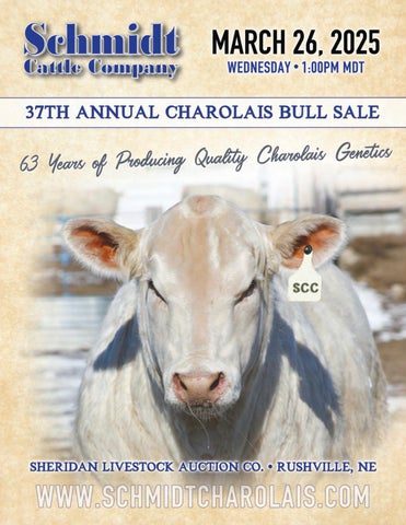 Schmidt Cattle Company 37th Annual Charolais Bull Sale - LivestockDirect